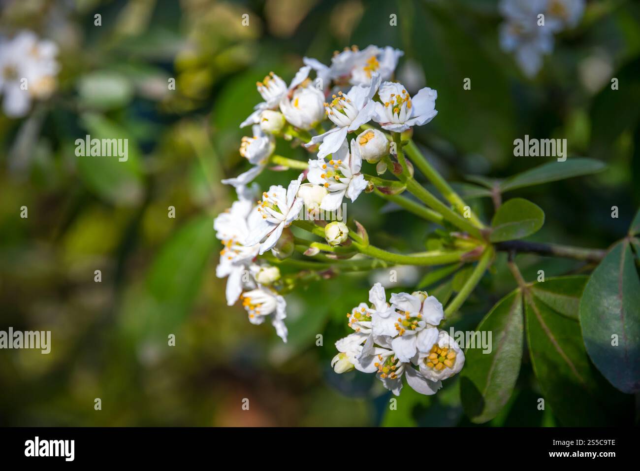 Mexican orange blossom, Choisya ternata, in spring. Whites flowers ...