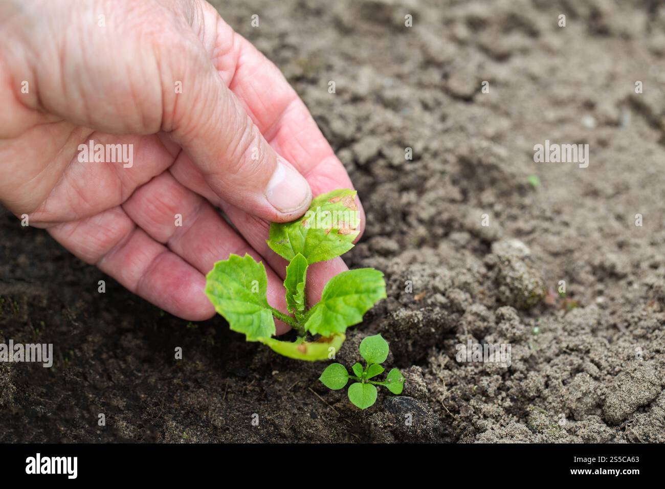 Red spots on the leaves of aster flowers. Disease rust fungus on ...