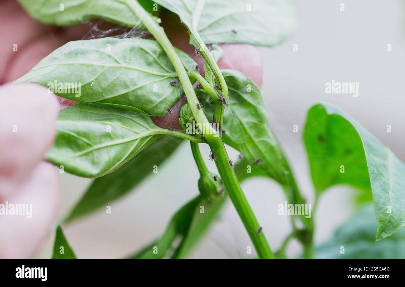 Aphids and mold on the leaves of pepper plants. Pests and parasites on ...