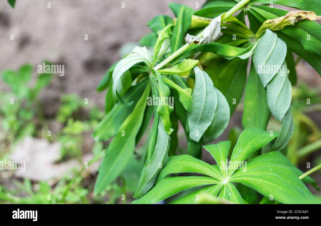 Withered leaves of plants in the summer at the dacha, close-up. Lack of ...