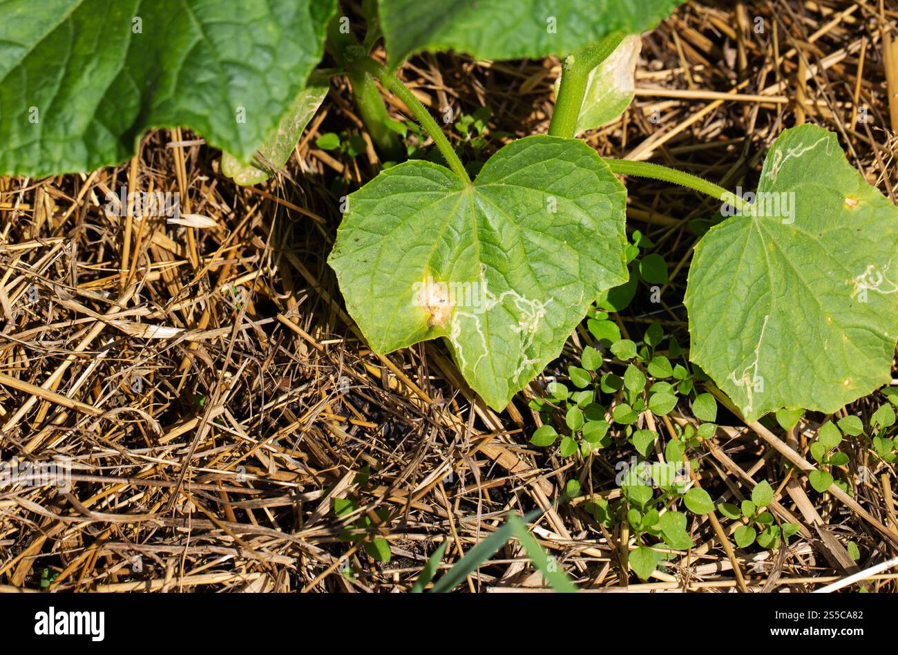 Red rusty spots on borage leaves in the country. Anthracnose disease or ...