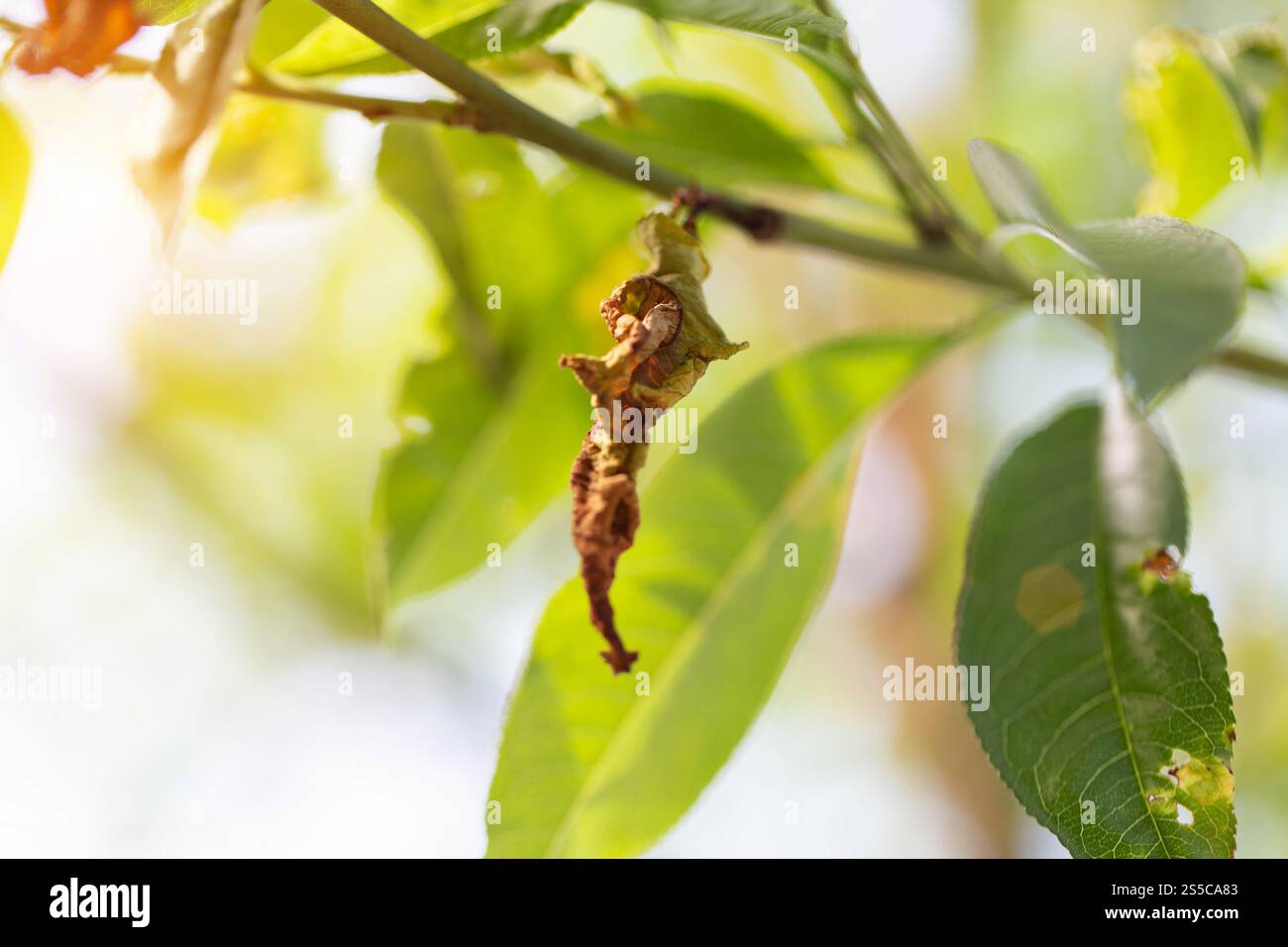 Dry leaves on a fruit tree. Disease concept: lack of moisture in wood ...