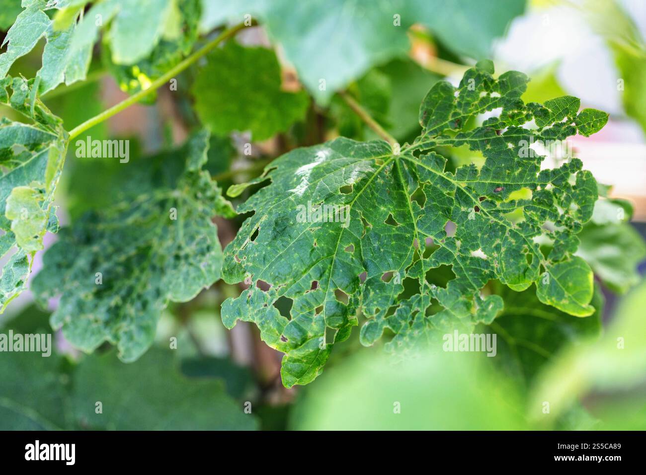 Leaves of a grape plant in a hole, pests and parasites of fruit plants ...