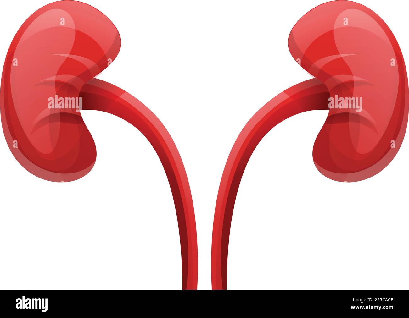 Human kidneys icon. Cartoon of human kidneys vector icon for web design ...