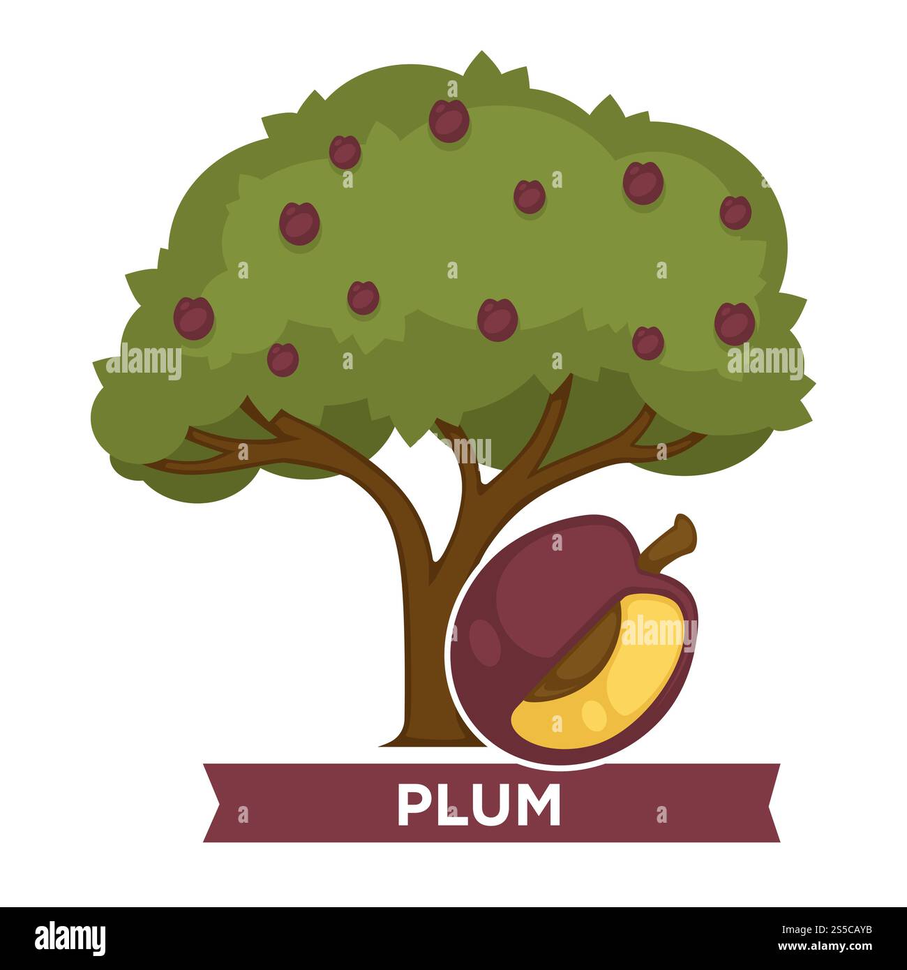 Plum tree with ripe fruits and thick krone on thin trunk. Plant from ...