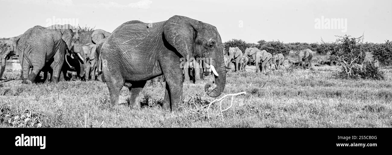 Majestic Elephants Gracefully Roaming in Their Natural Habitat Across ...