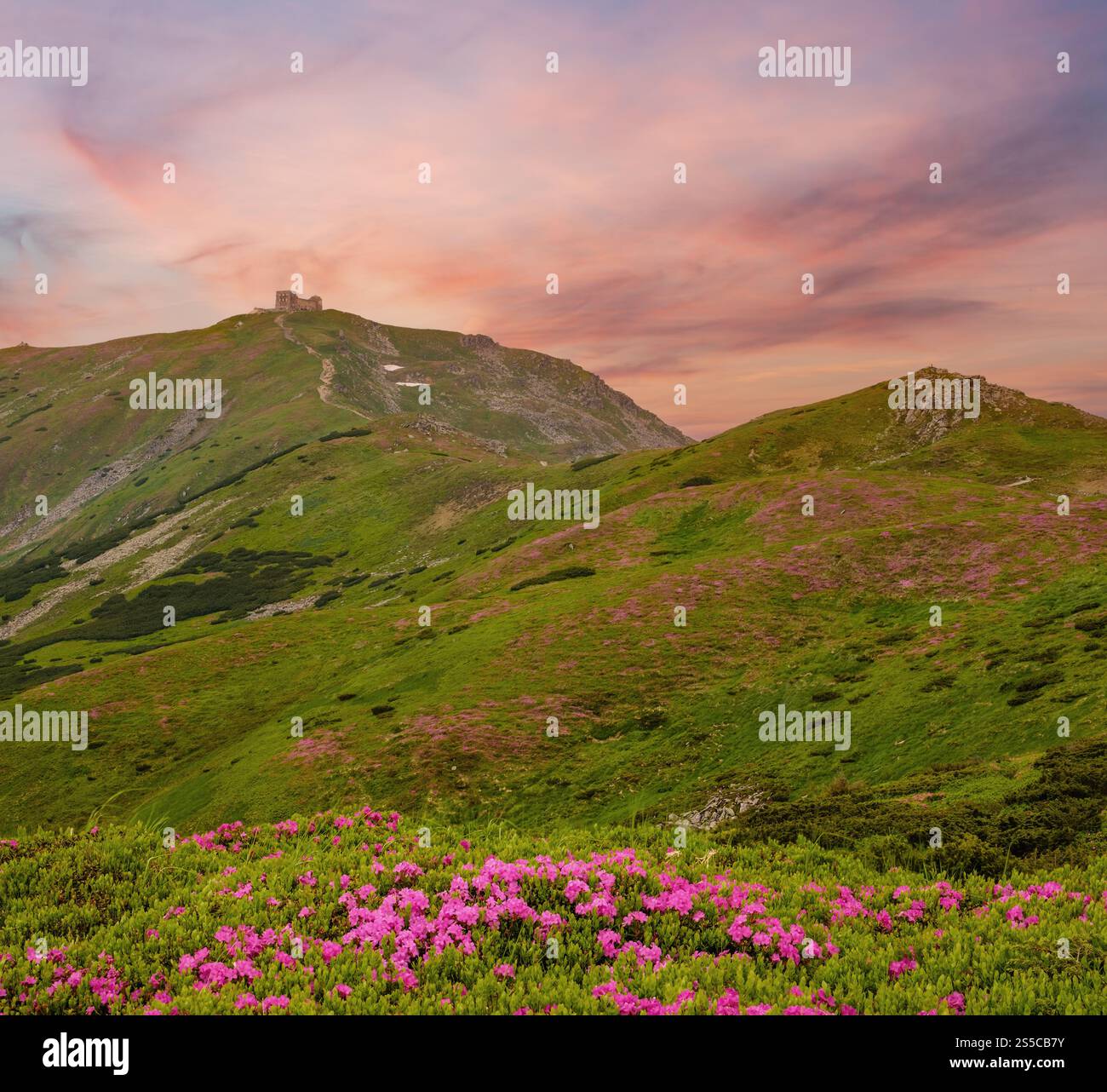 Pink rose rhododendron flowers (in front) on summer mountain slope and ...