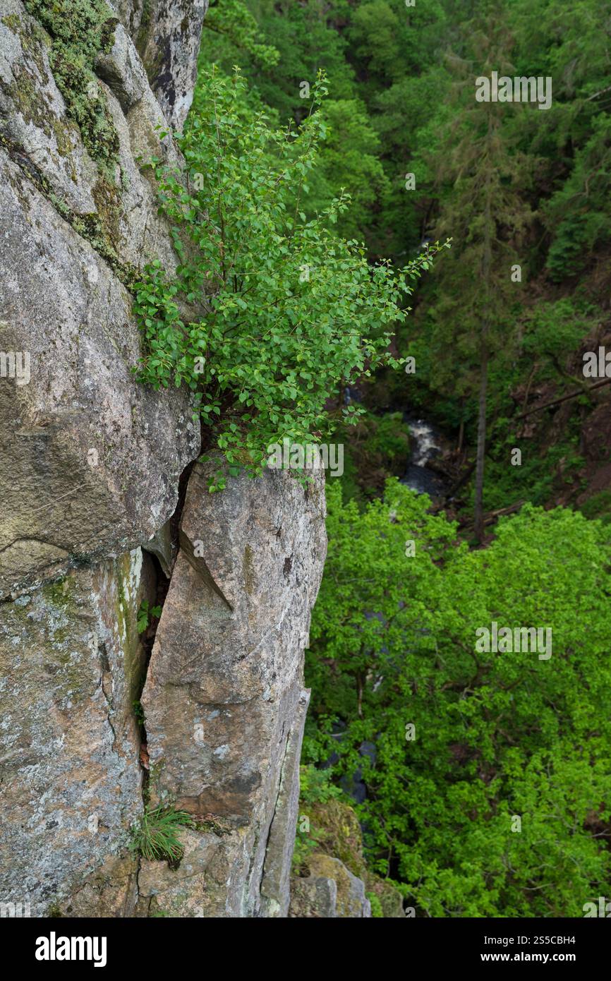 Stanley Ghyll, Eskdale, Cumbria Lake District UK - steep wooded ravine ...