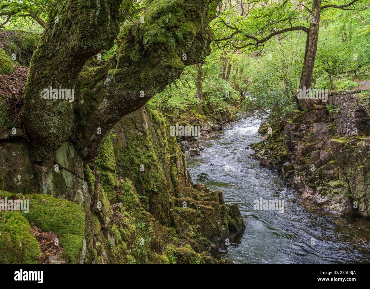 The River Esk near St Catherine's Church, Dalegarth in Eskdale, Cumbria ...
