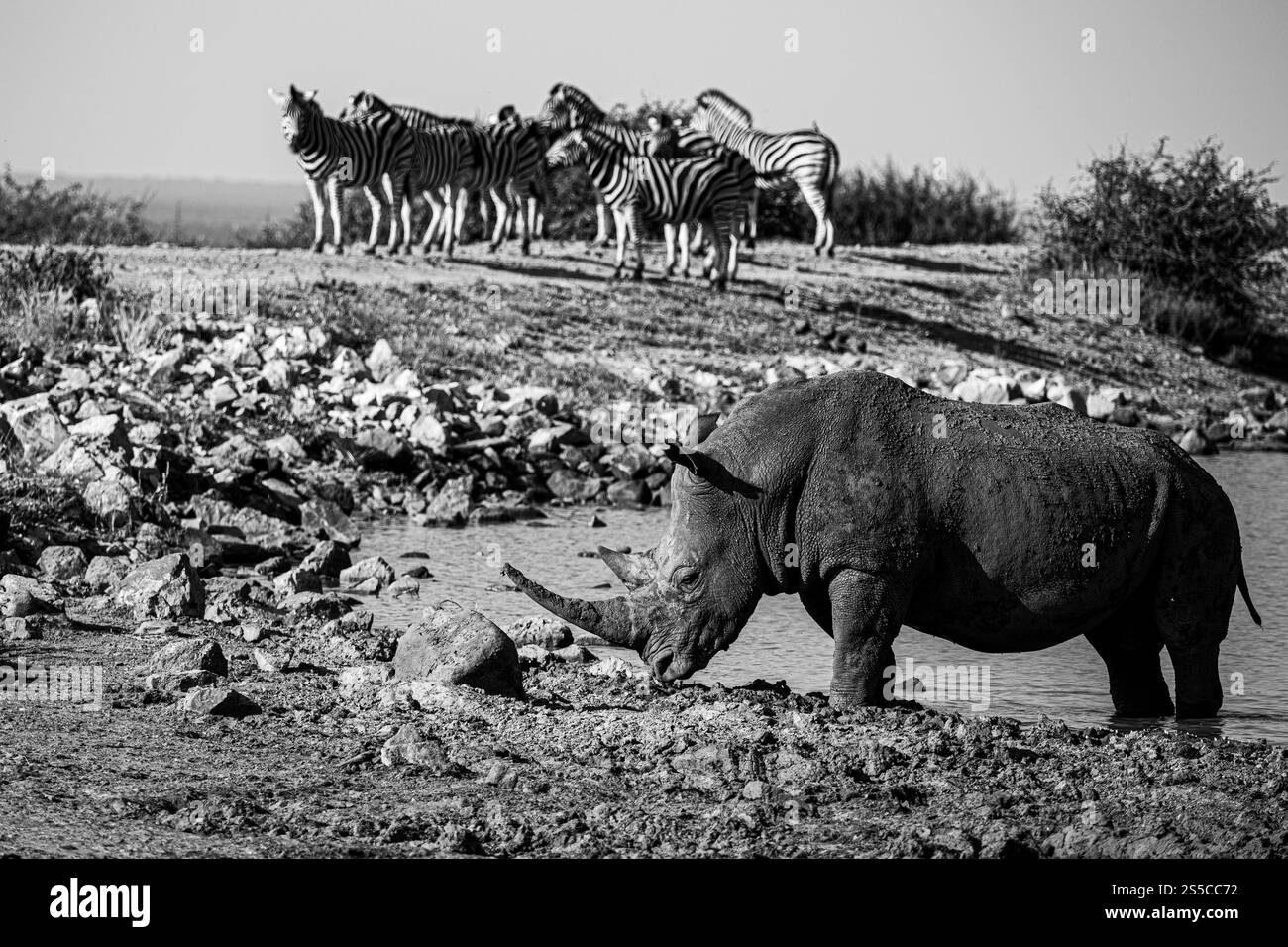 A striking monochrome scene depicting a zebra and a rhino gathered at a ...
