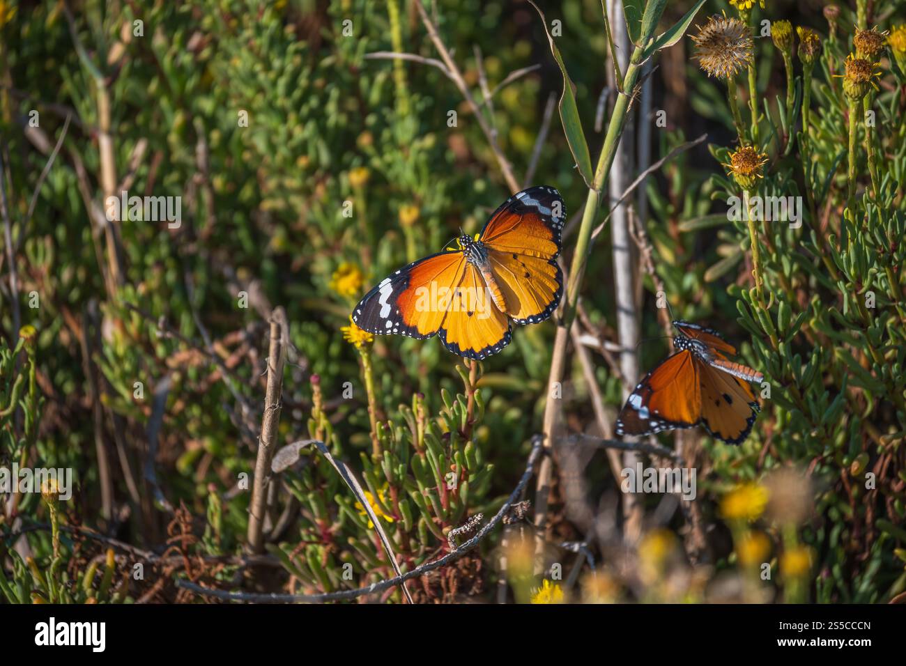Insect collection of the world hi-res stock photography and images - Alamy