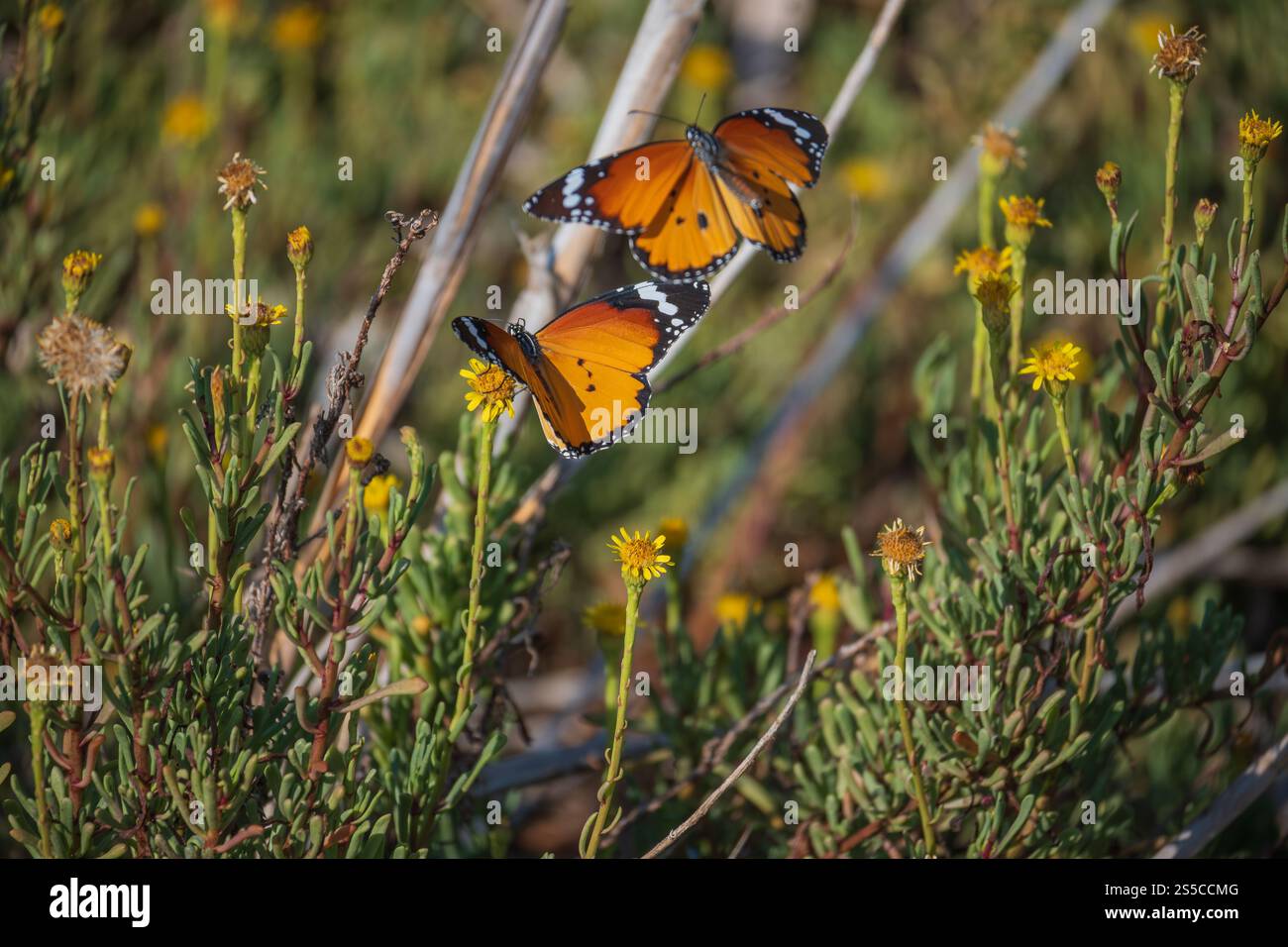 butterflies flying together Stock Photo - Alamy