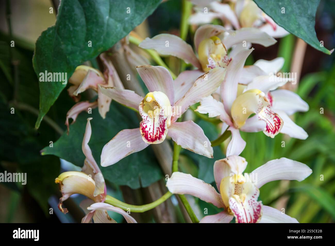 Orchid flower, white cymbidium. Tropical floral background. Orchid ...
