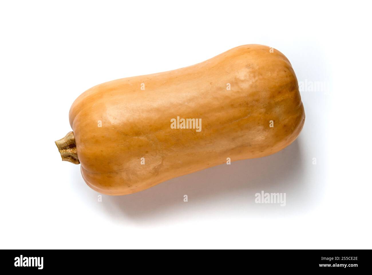 Fresh organic butternut squash isolated on white background. Butternut ...