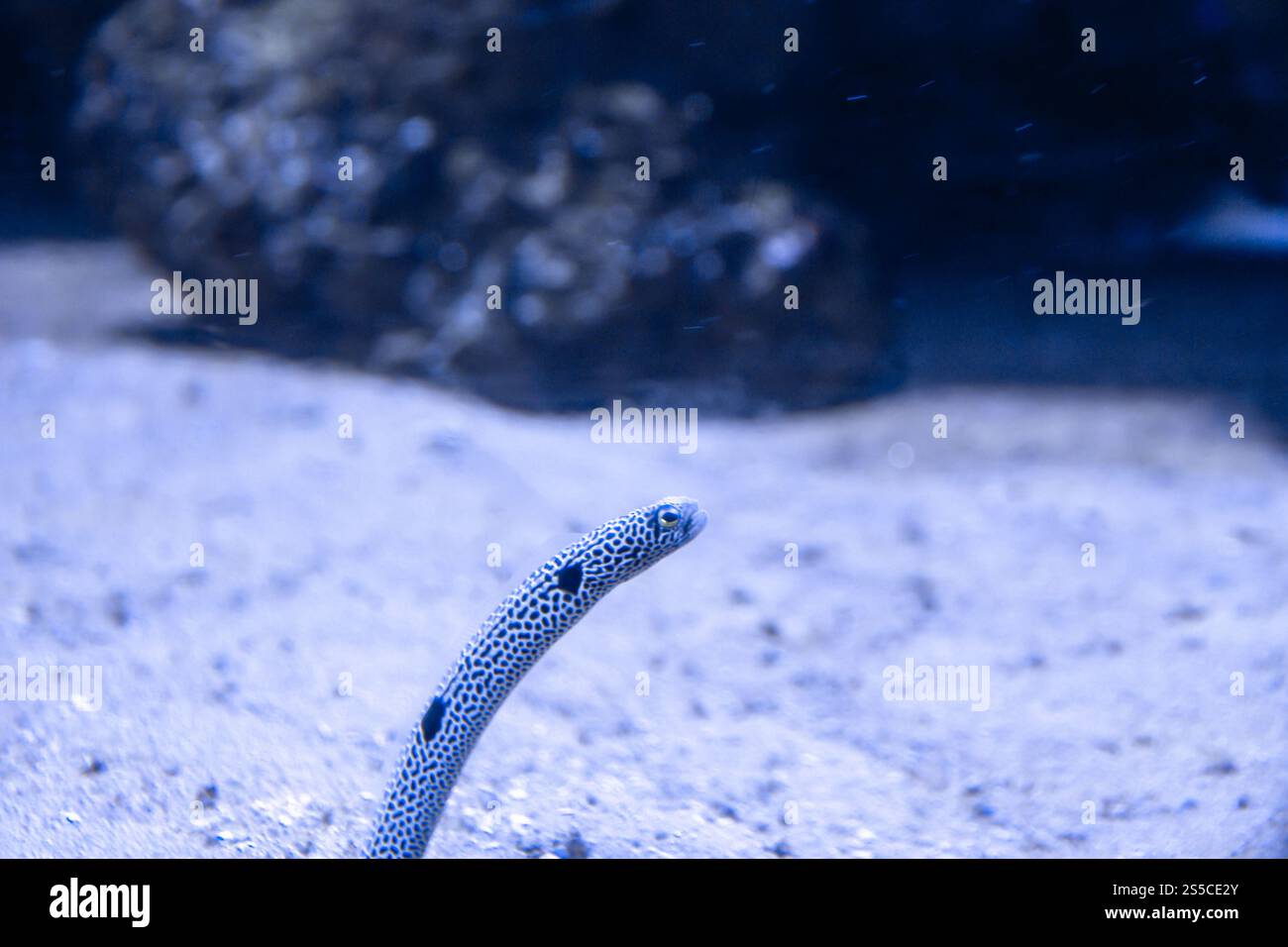 garden eels close-up view in ocean. Sea life. garden eels close-up view ...