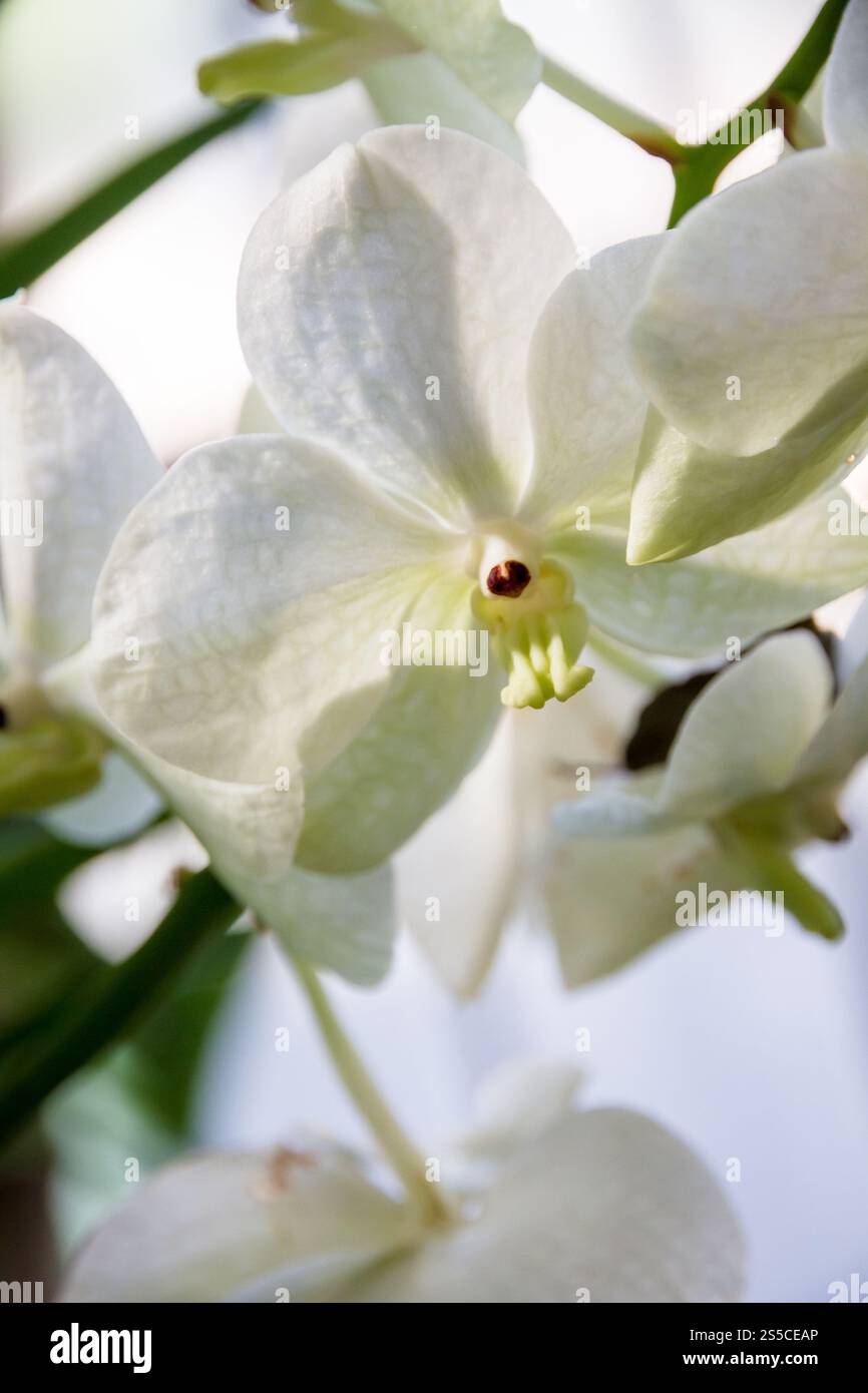 Orchid flower, white Vanda Coerulea. Tropical floral background Stock ...