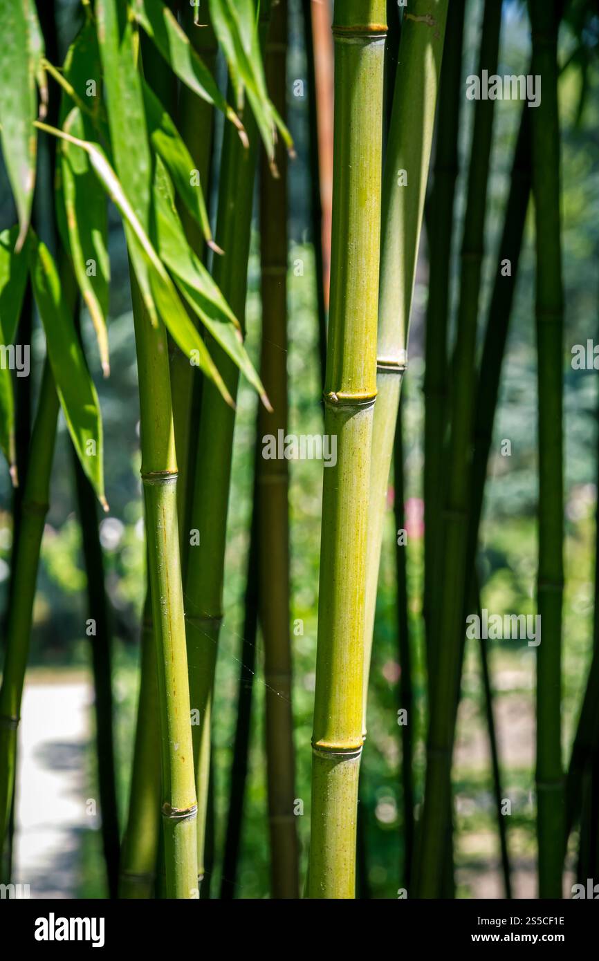 Bamboo tree detail. Green tropical forest, zen background. Bamboo ...