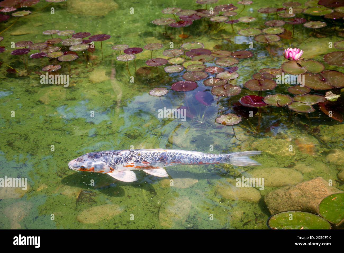 Koi carp in a japanese garden pond. Zen background. Koi carp in a ...