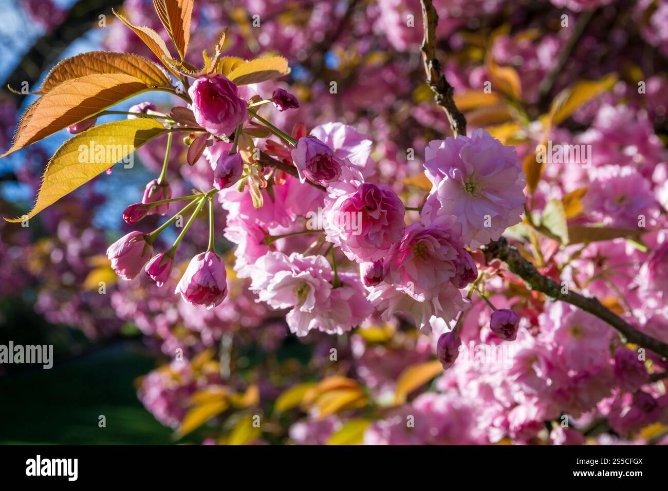 Spring cherry blossom closeup hi-res stock photography and images - Alamy