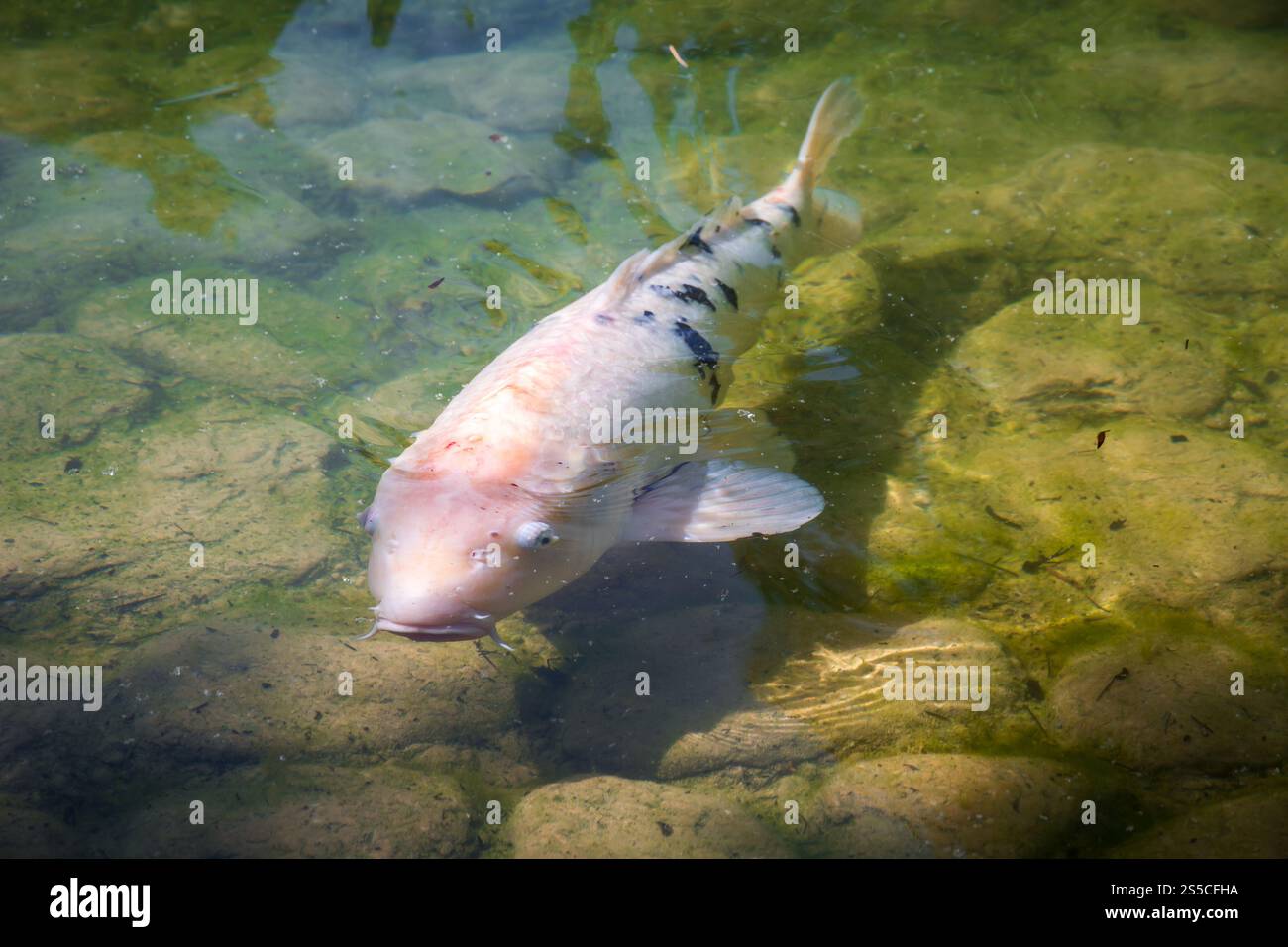 Koi carp in a japanese garden pond. Zen background. Koi carp in a ...