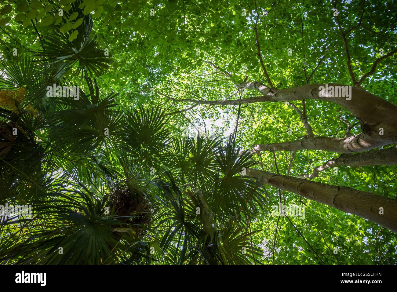 Deep tropical rain forest background. Bottom view. Tropical rain forest ...