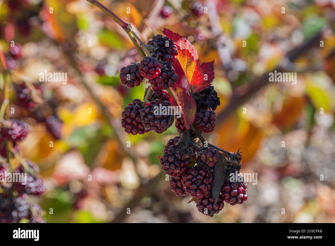dark and plump berries ready for picking Stock Photo - Alamy