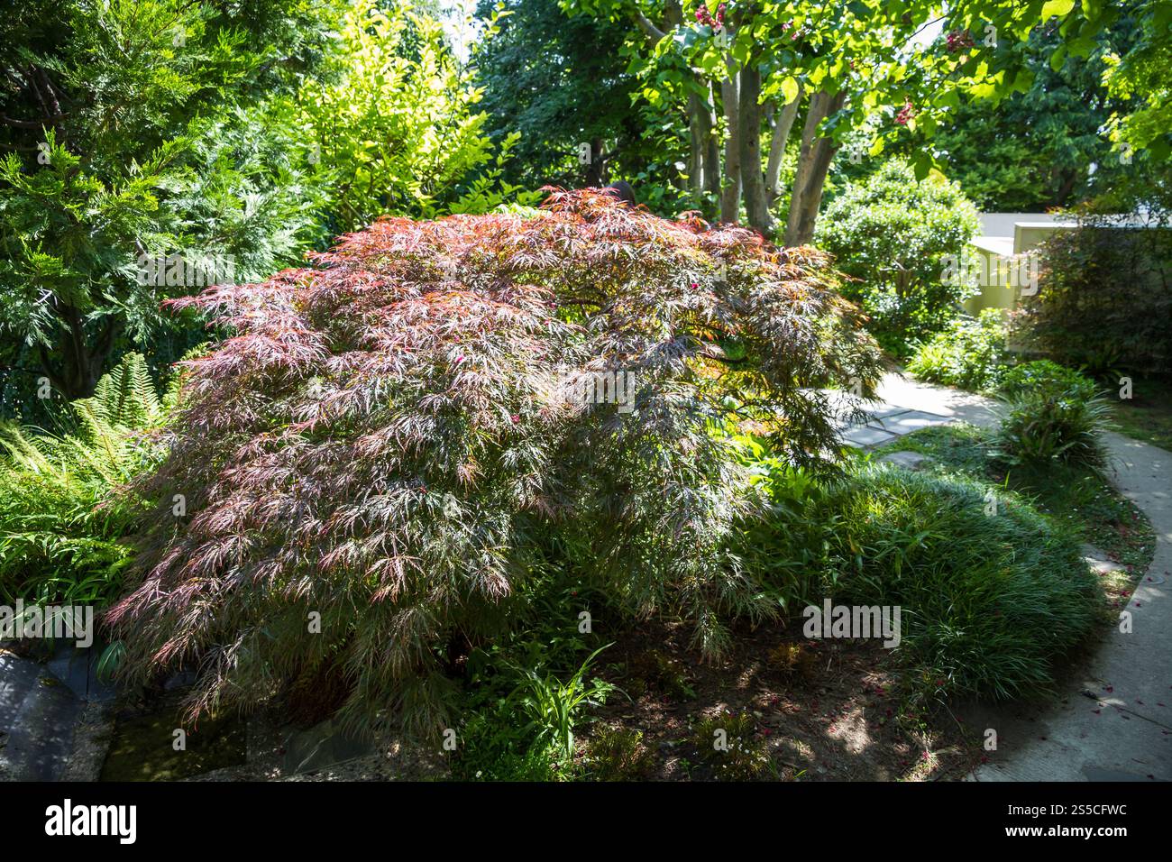 Japanese maple tree in a traditional zen garden. Japanese maple in a ...
