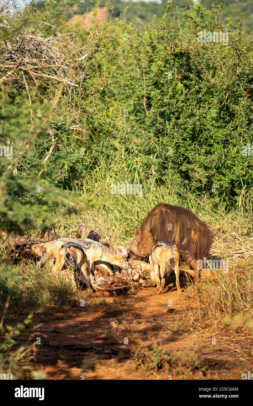 Wild Animals Engaging in Feeding Activities Within Their Natural ...
