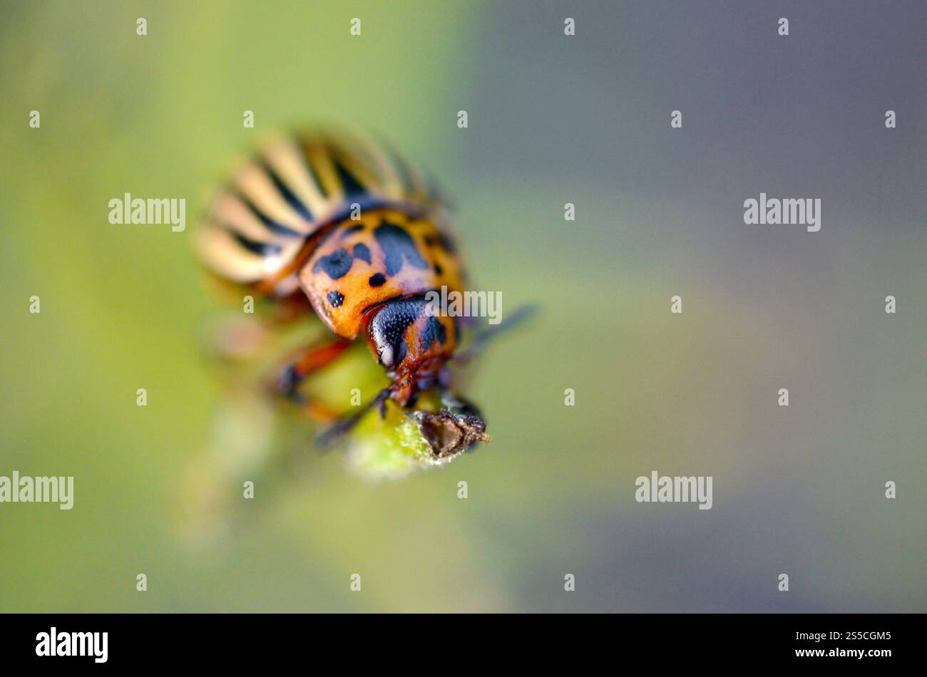 Colorado potato beetle crawling on potato leaves. Ten-striped spearman ...