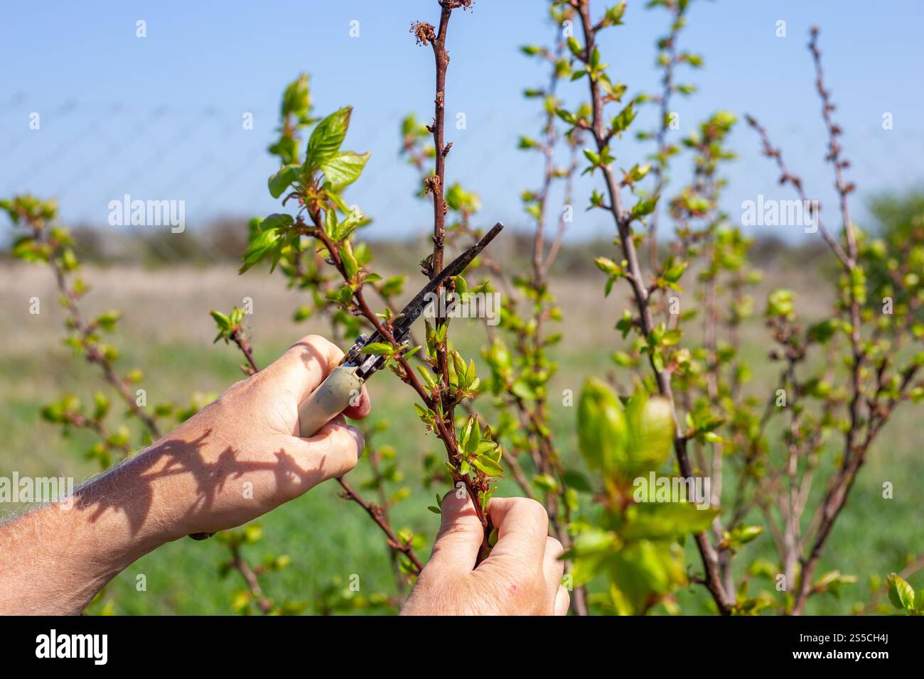A gardener trims young branches of young fruit trees with pruning ...