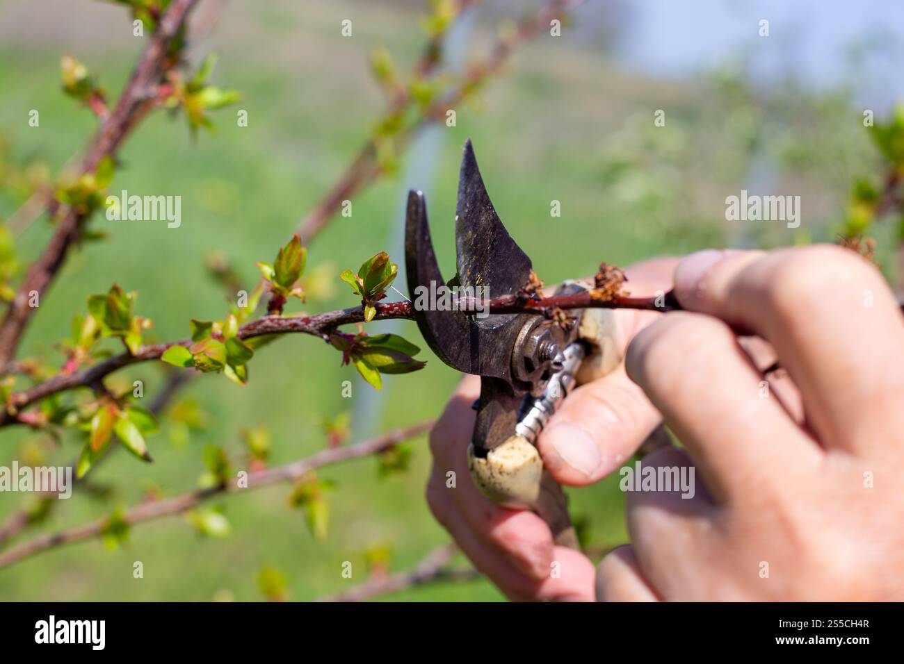A gardener trims young branches of young fruit trees with pruning ...