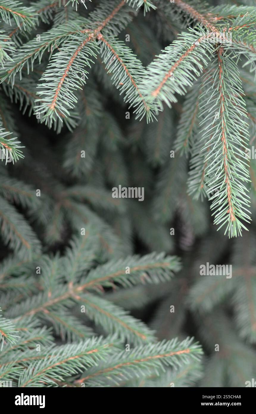 Branches of blue fir close up. Blue or prickly spruce Picea pungens ...