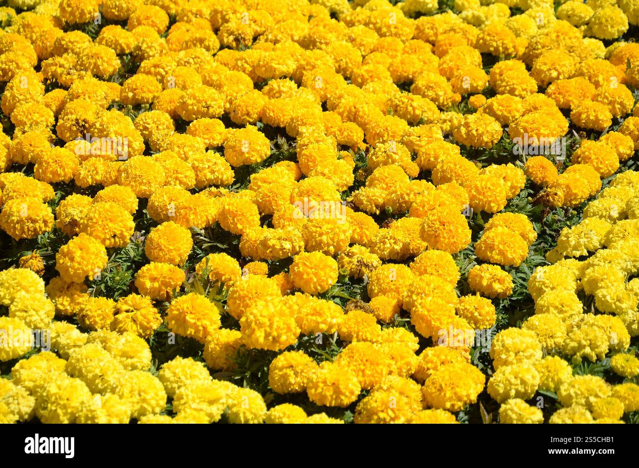 Marigold flowers nature background in the meadow under sunlight. Yellow ...