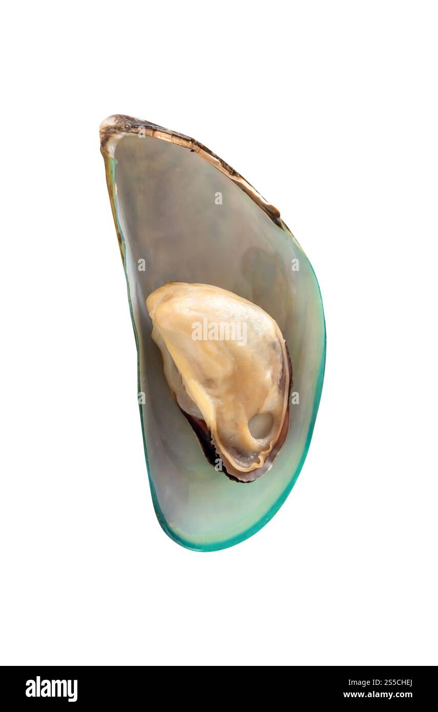 Top view of single cooked or steamed green mussels is isolated on white ...