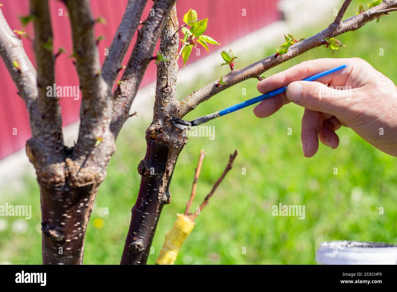 A gardener covers the cuts on the branches of a fruit tree with garden ...