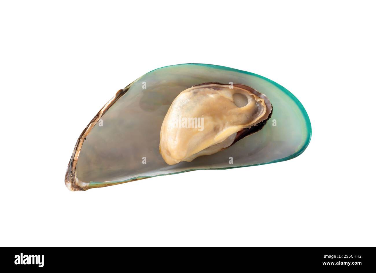 Top view of single cooked or steamed green mussels is isolated on white ...