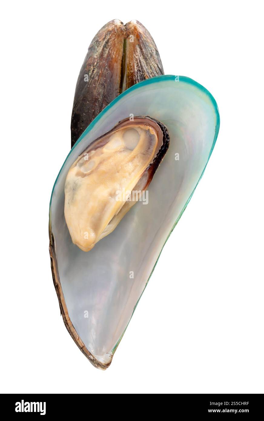 Top view of two cooked or steamed green mussels in stack is isolated on ...