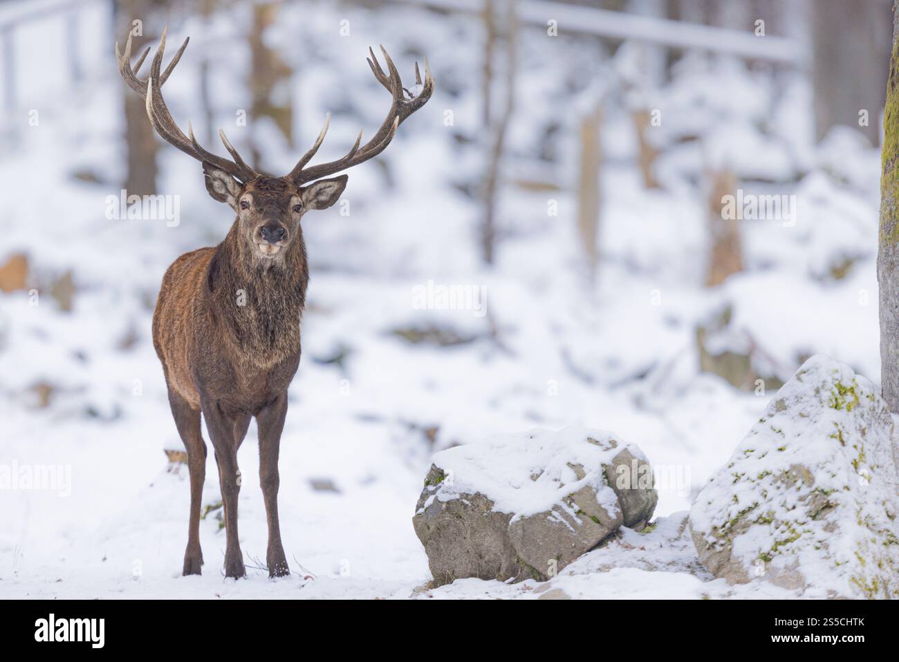 Hirsch im Winter Stock Photo - Alamy