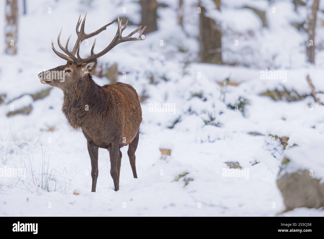 Hirsch im Winter Stock Photo - Alamy