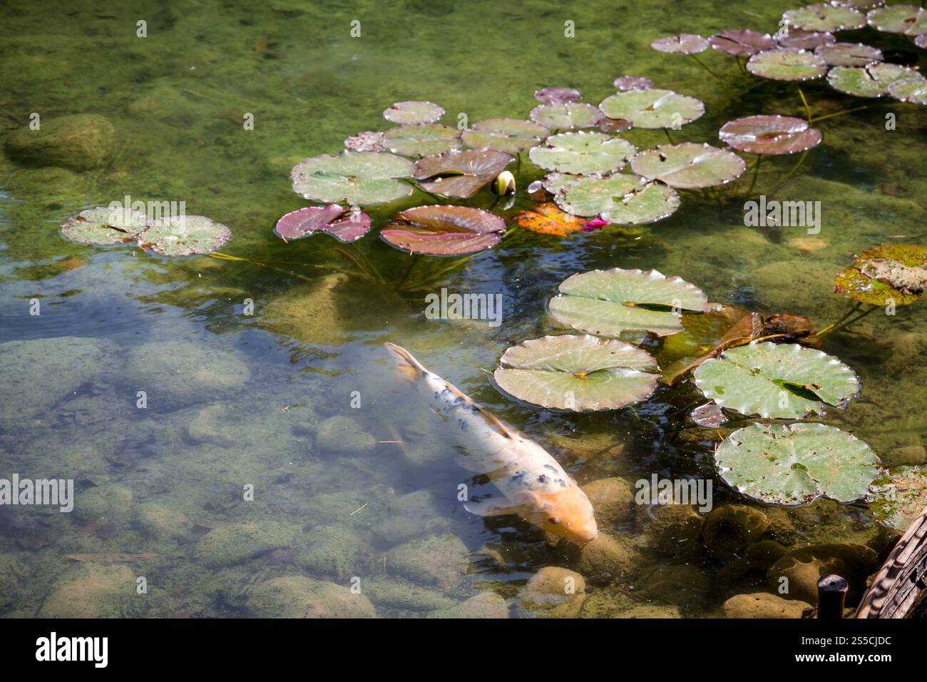 Koi carp in a japanese garden pond. Zen background. Koi carp in a ...