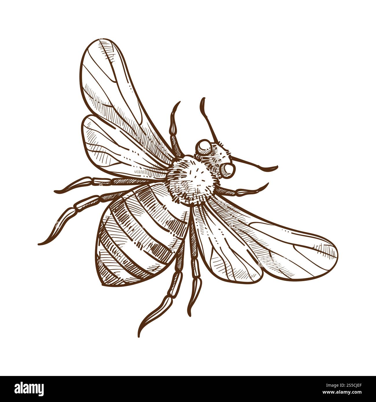 Bumblebee insect monochrome sketch outline realistic natural creature ...
