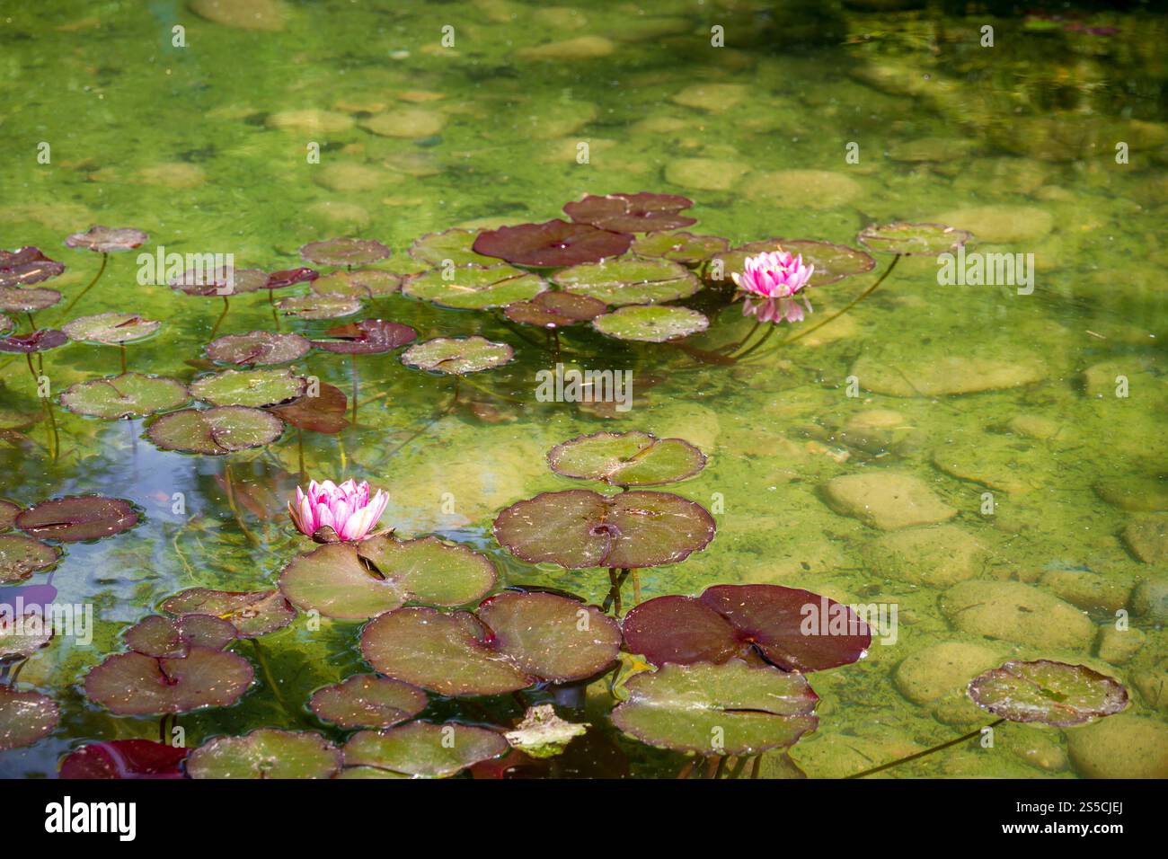 Nenuphar in a japanese garden pond. Zen background. Nenuphar in a ...