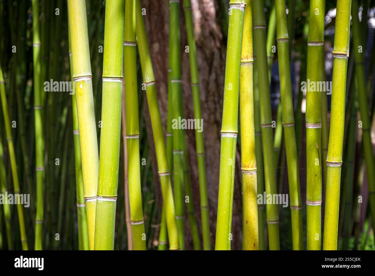 Bamboo tree detail. Green tropical forest, zen background. Bamboo ...