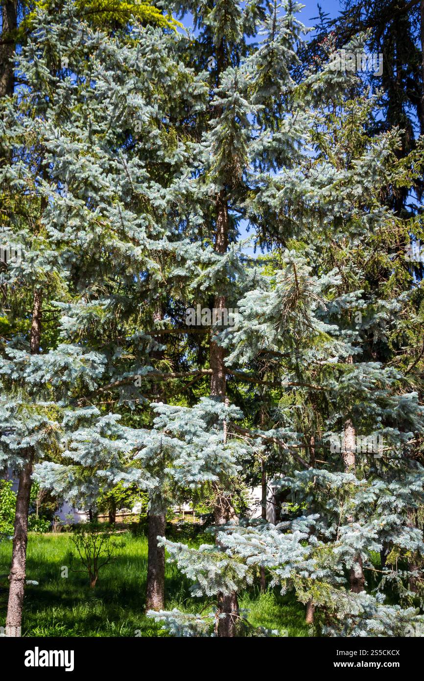 Lebanese cedar in a park. Forest background. Lebanese cedar in a forest ...