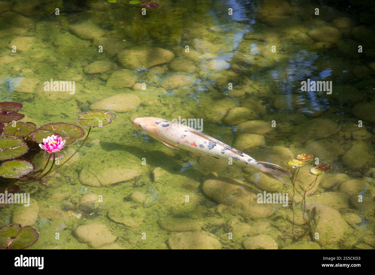 Koi carp in a japanese garden pond. Zen background. Koi carp in a ...
