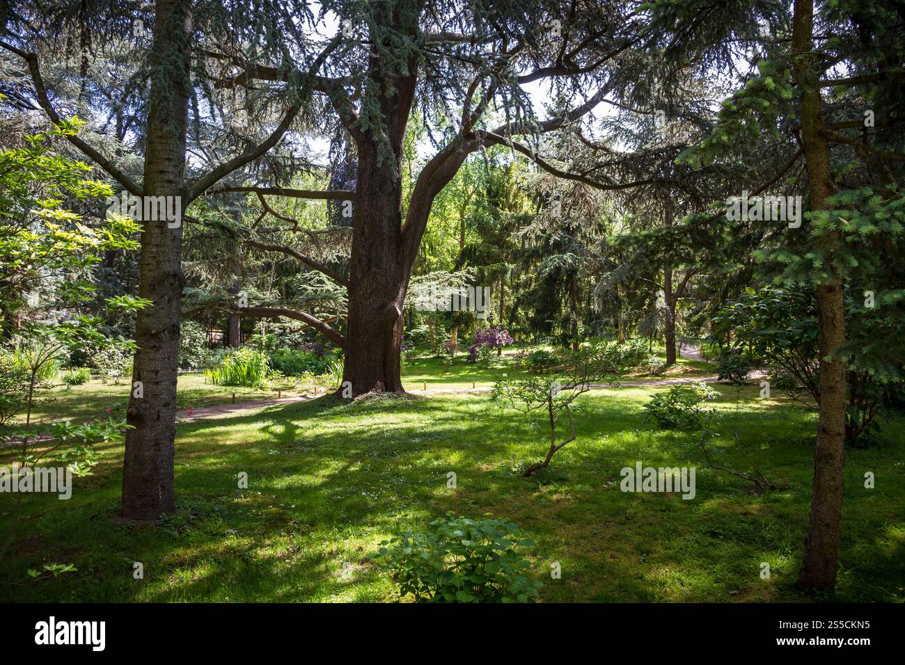 Lebanese cedar in a park. Forest background. Lebanese cedar in a forest ...