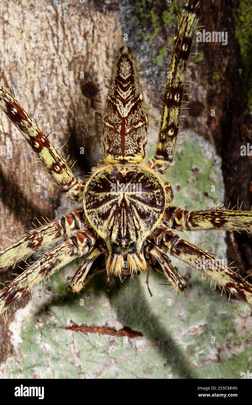 Huntsman spider heteropoda boiei hi-res stock photography and images ...