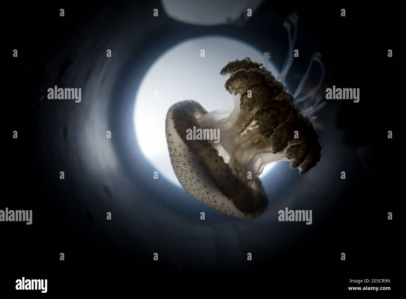 Jellyfish floating in water. Closeup macro view. Jellyfish macro view ...