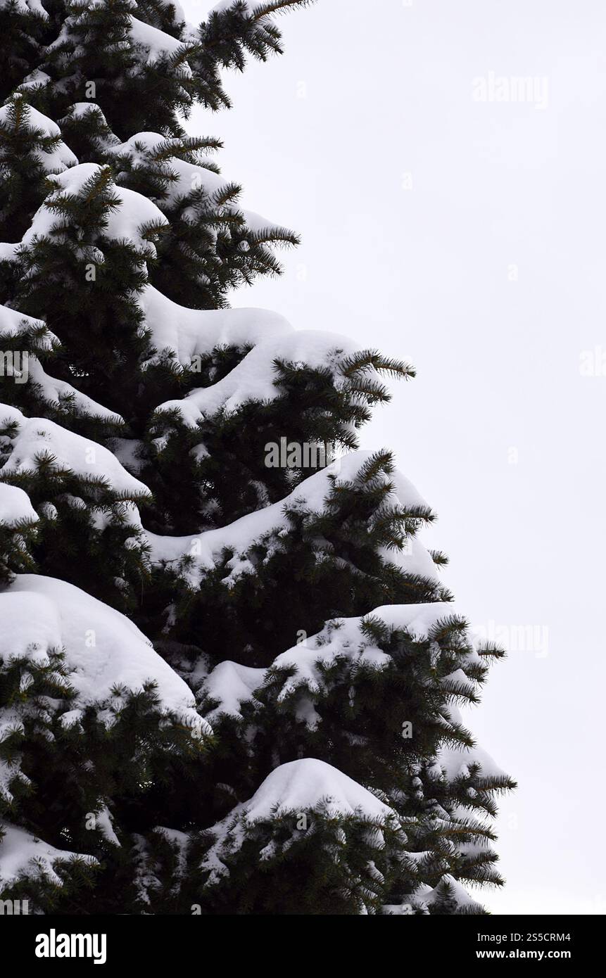 Russian Branch of green fir. Green prickly branches of pine tree under ...
