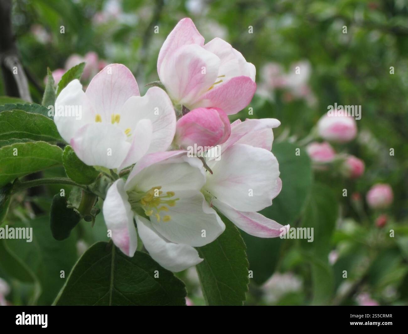 Light pink flowers of the blossoming apple tree in spring macro photography. Flowering branch of ...